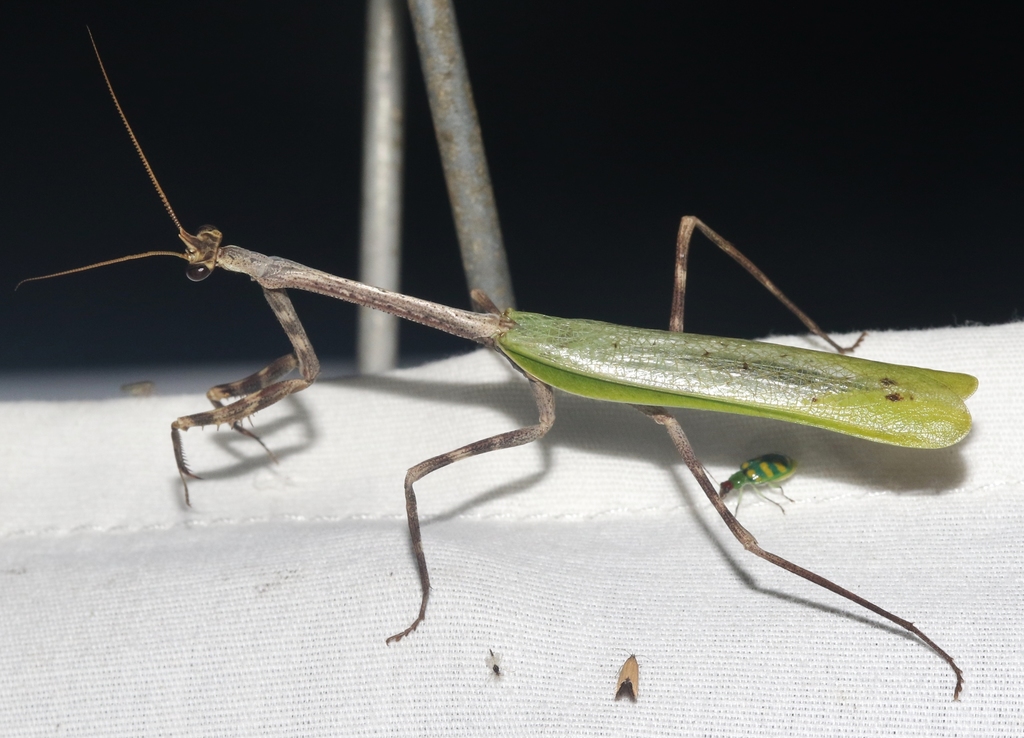 Texas Unicorn Mantis from Hidalgo County, TX, USA on November 10, 2021 ...