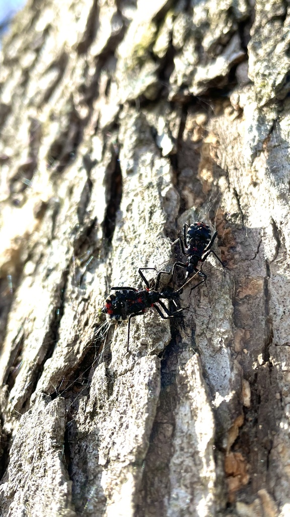 Japanese Assassin Bug from 水分橋緑地, 名古屋市北区, 愛知県, JP on March 27, 2022 at ...