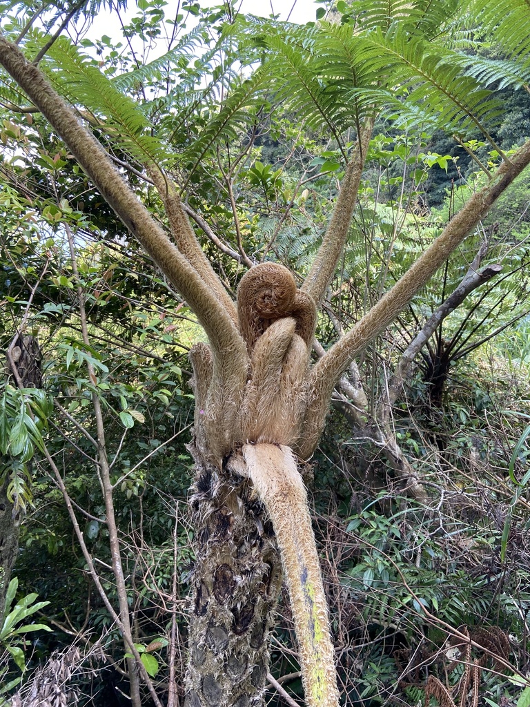 Flying Spider Monkey Tree Fern from 二格路, 石碇區, TW on March 19, 2022 at ...
