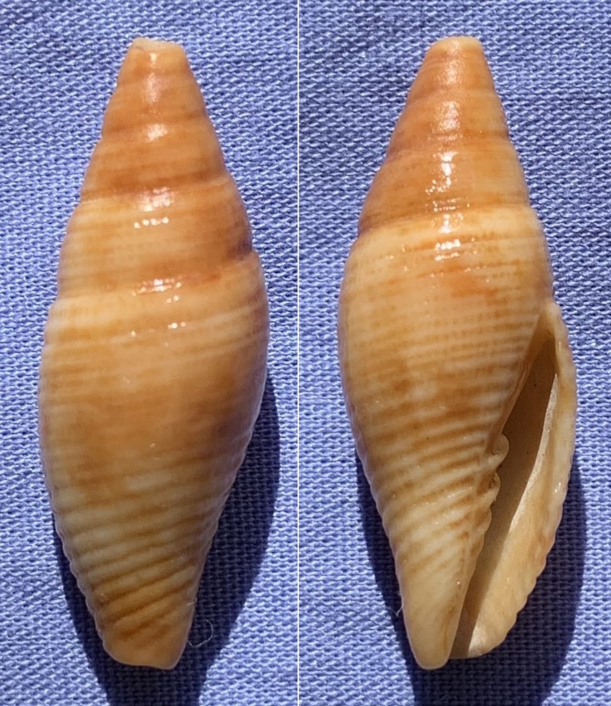 Mitre Snails in February 2013 by vrebizant. 27 mm long · iNaturalist