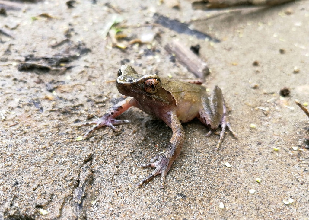 Concave-crowned Horned Toad from 中国云南省德宏傣族景颇族自治州盈江县 on July 25, 2018 at ...