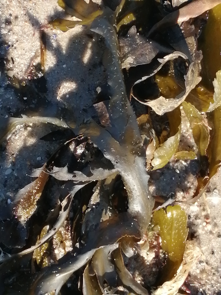 Saw Wrack from Ved Færgegården 1 Årøsund, 6100 Haderslev, Danmark on ...