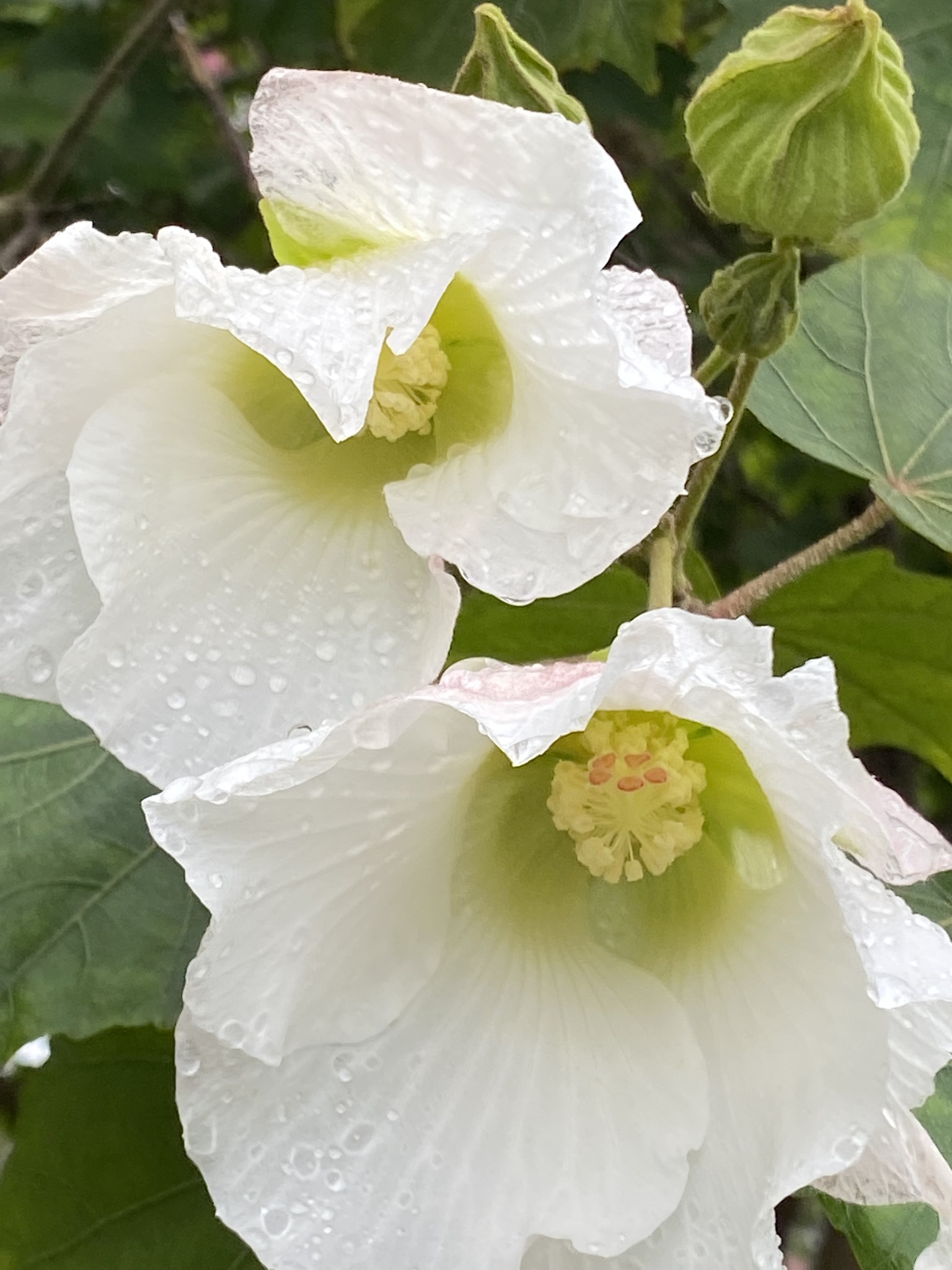 Hibiscus mutabilis L.