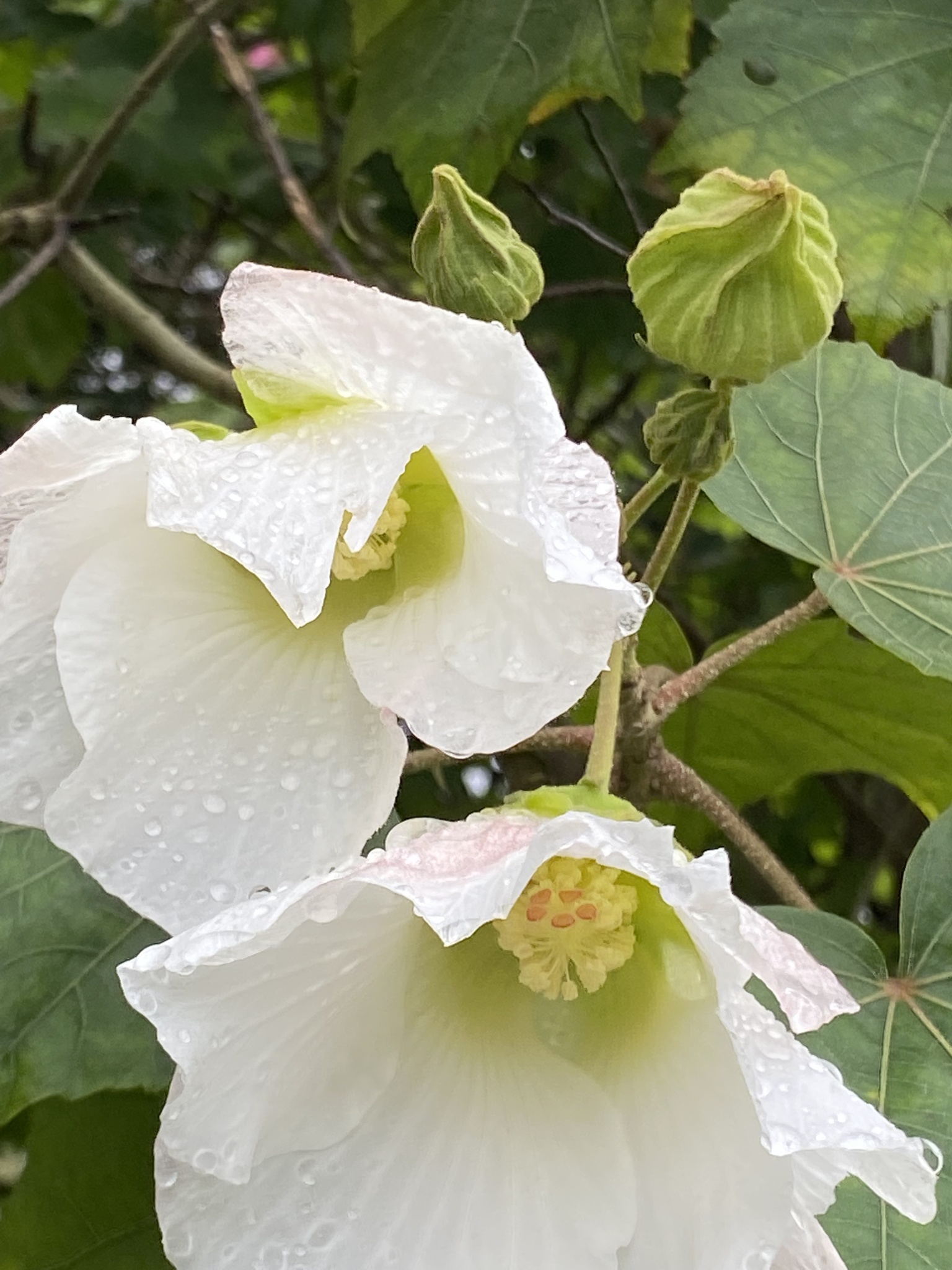 Hibiscus mutabilis L.