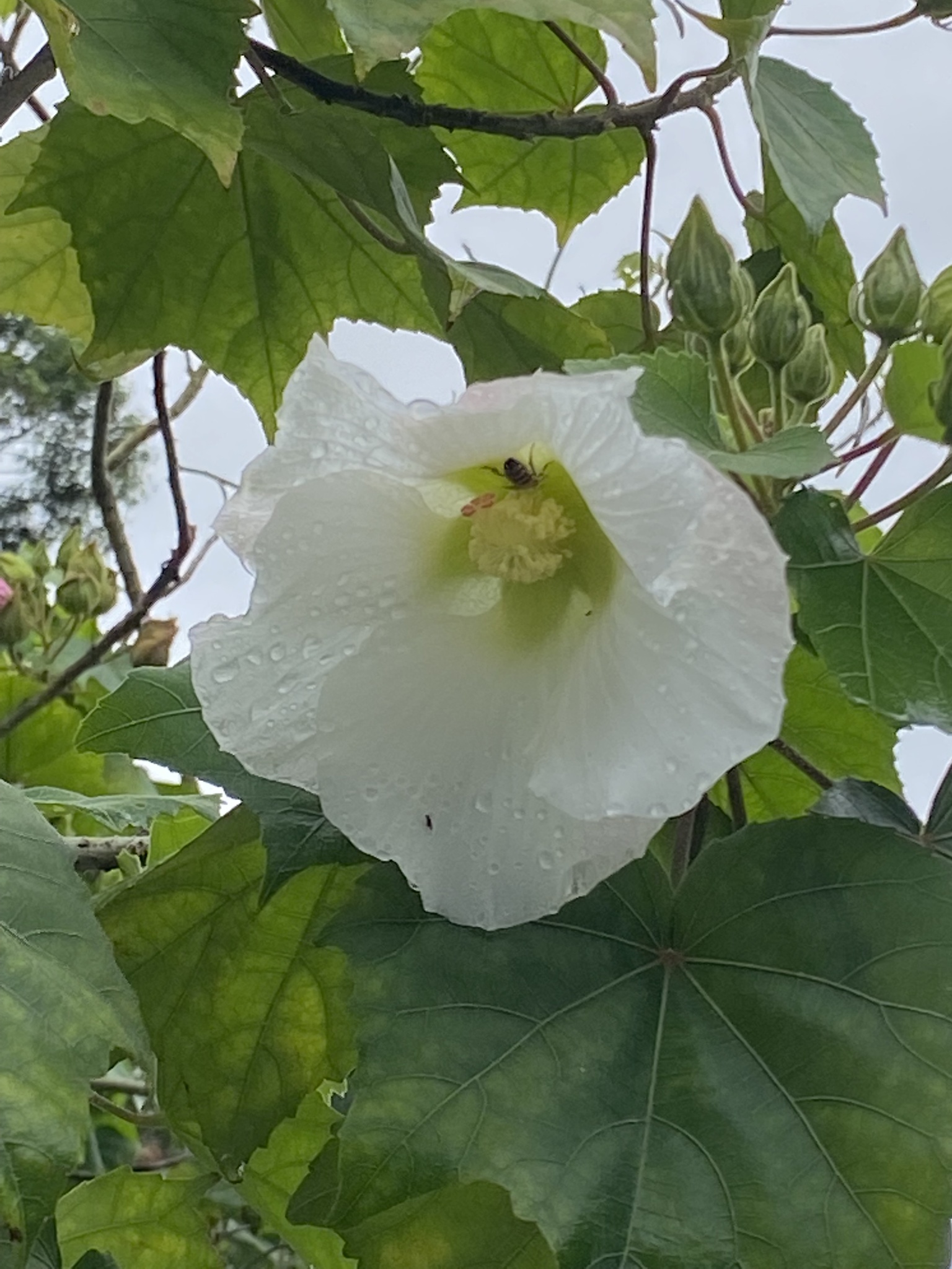Hibiscus mutabilis L.