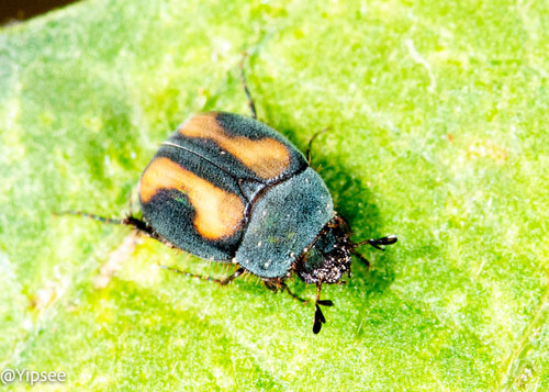 Maladera rufoplagiata · iNaturalist