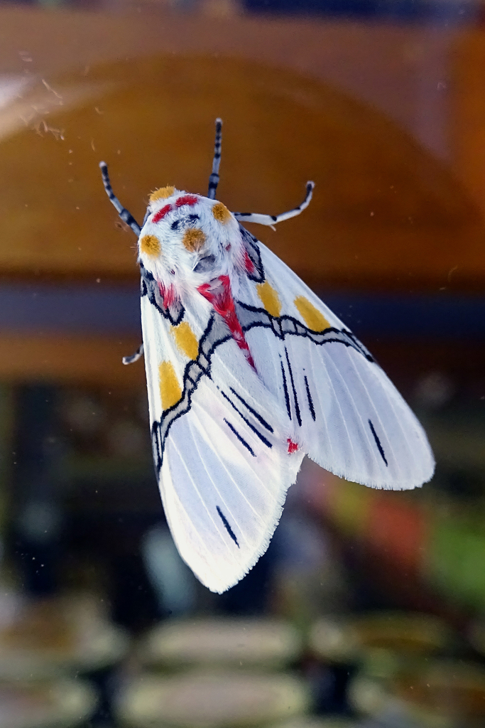 Idalus crinis from Bajo Boquete, Panama on September 01, 2018 at 12:50 ...