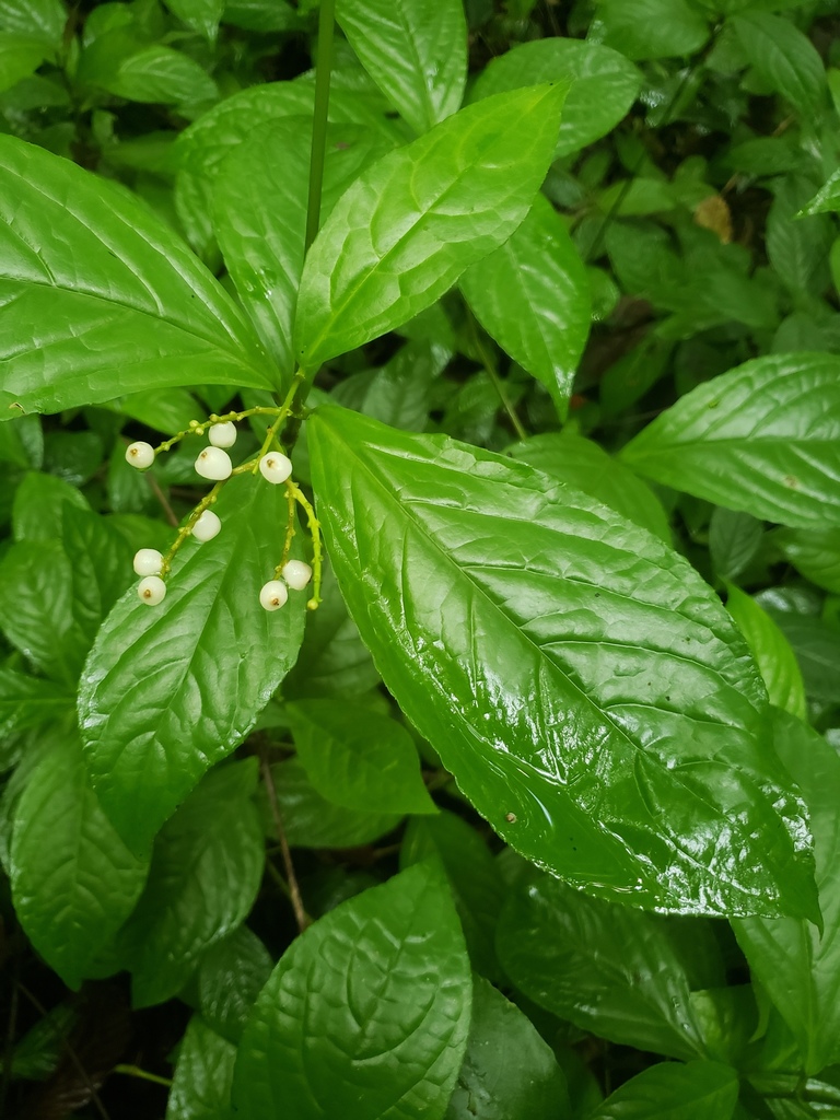 (Chloranthus erectus) - Botanical Realm