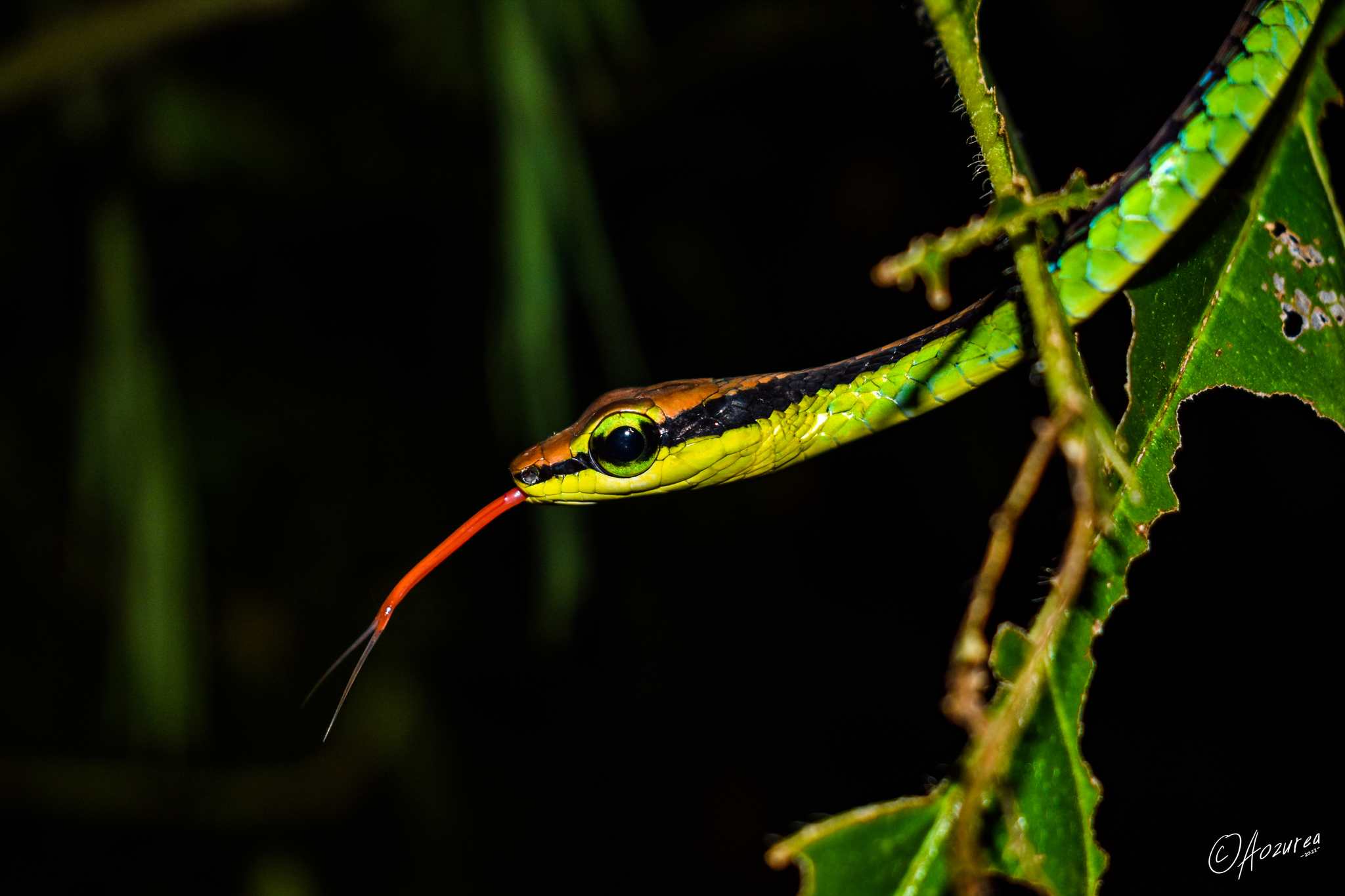 Dendrelaphis formosus (Boie, 1827)