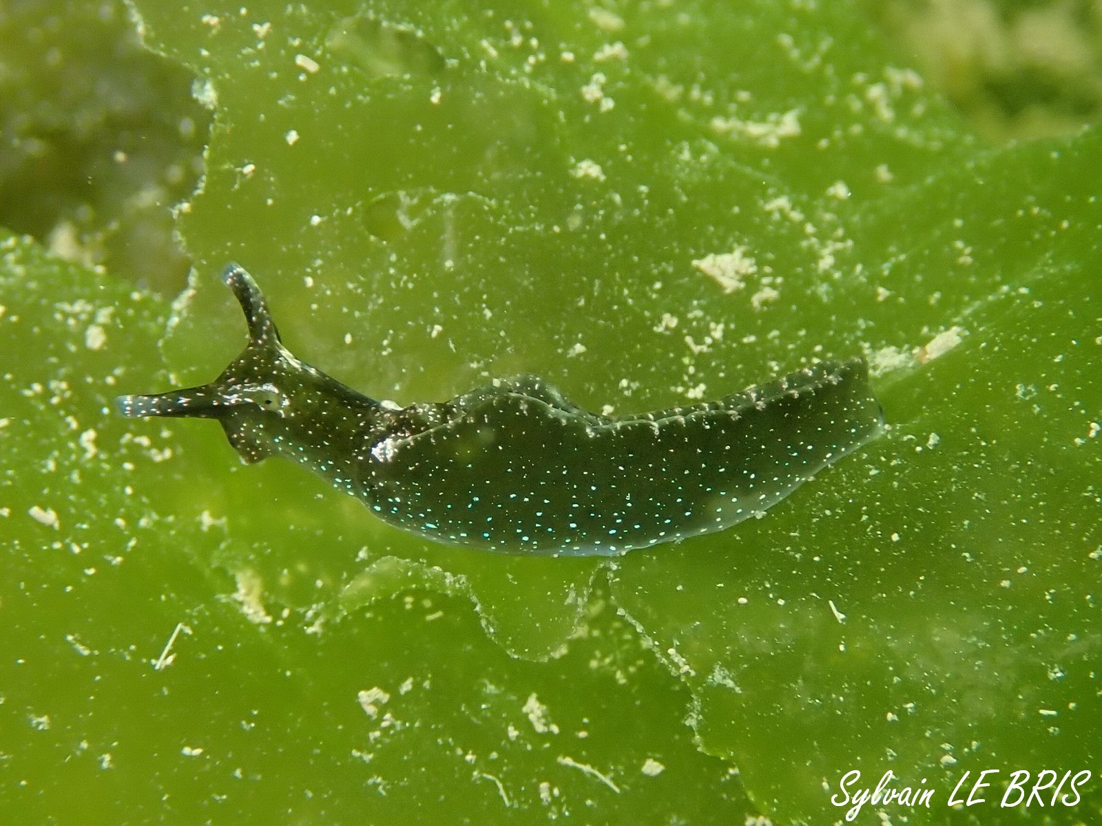 Elysia viridis (Montagu, 1804)