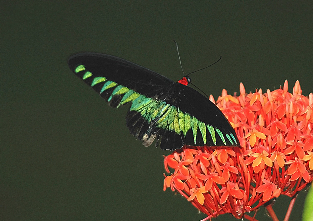 Trogonoptera brookiana brookiana from Lahad Datu, Sabah, Malaysia on ...