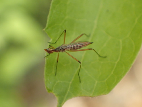 (Micropeza ruficeps)