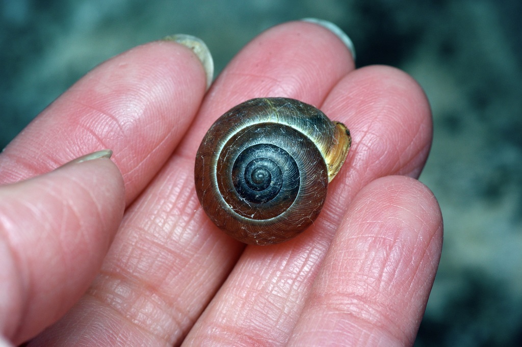 White-lip Globe Snail in March 2022 by Michelle · iNaturalist