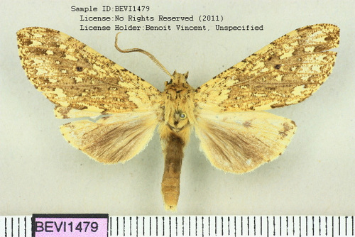 Leucanopsis ahysa · iNaturalist