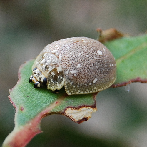 Paropsis aegrota (Leaf Beetles (Chrysomelinae) of Victoria ...