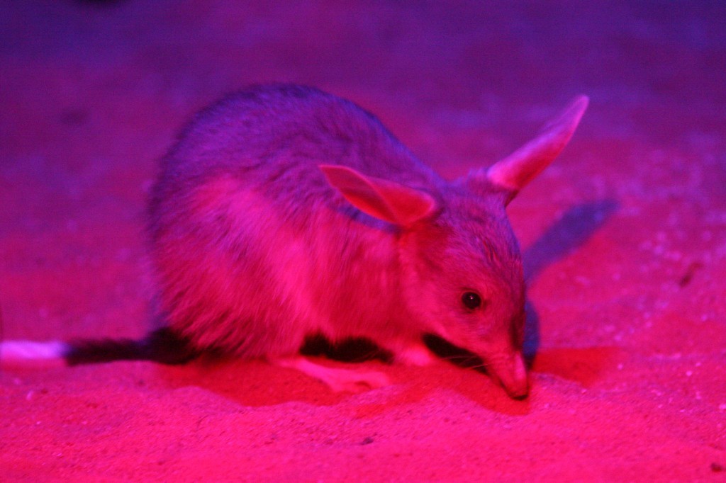 Bandicoots and Bilbies (Peramelemorphia) - Know Your Mammals