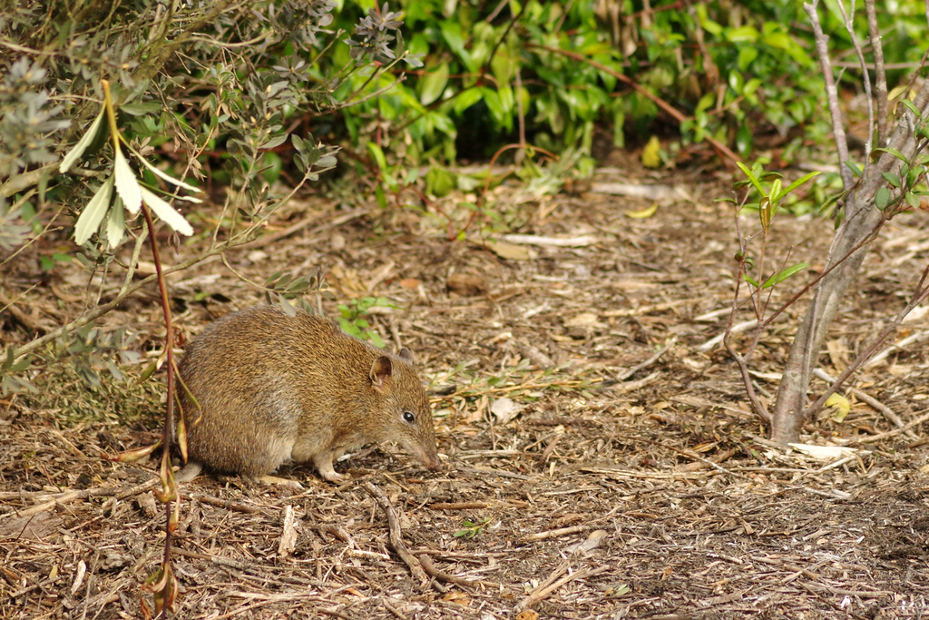 Bandicoots and Bilbies (Peramelemorphia) - Know Your Mammals