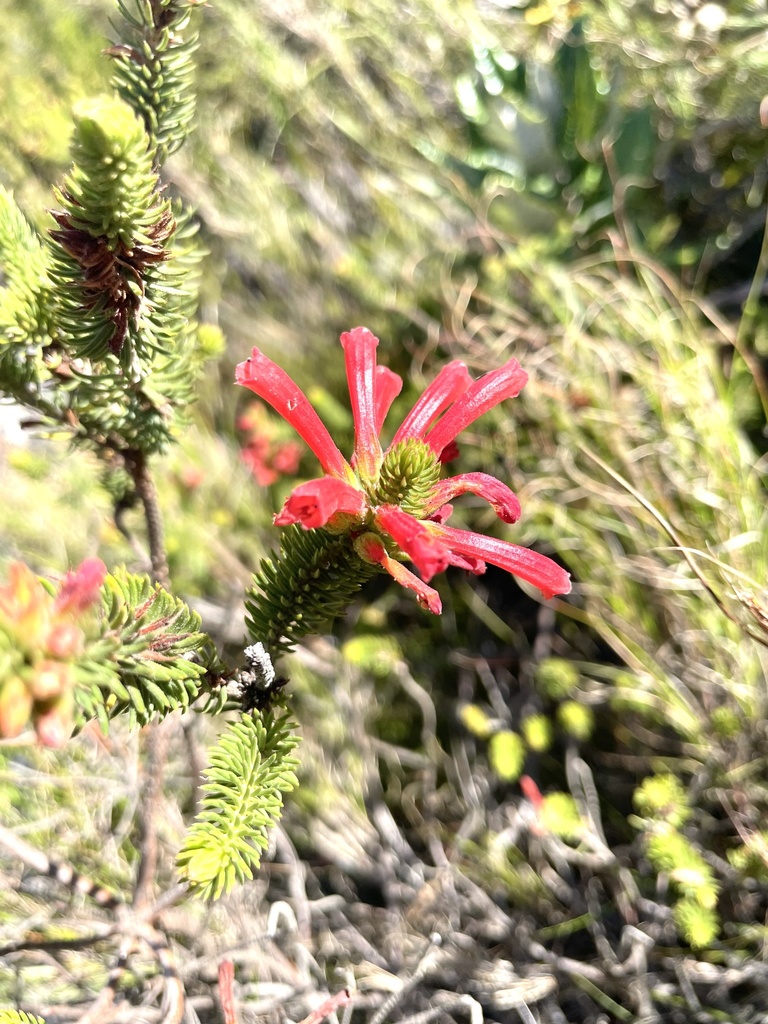 Red Heath from Table Mountain National Park, Cape Town, WC, ZA on March ...