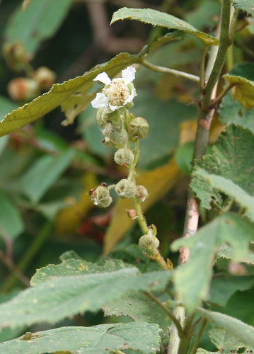 Rubus howii · iNaturalist
