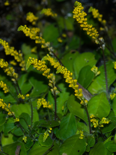 Polygala umbonata · iNaturalist