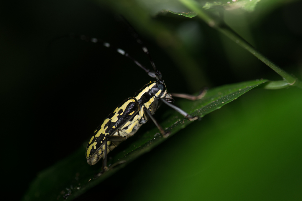 Pseudopsacothea from Thượng Trạch, Bố Trạch, Quảng Bình, Vietnam on May ...