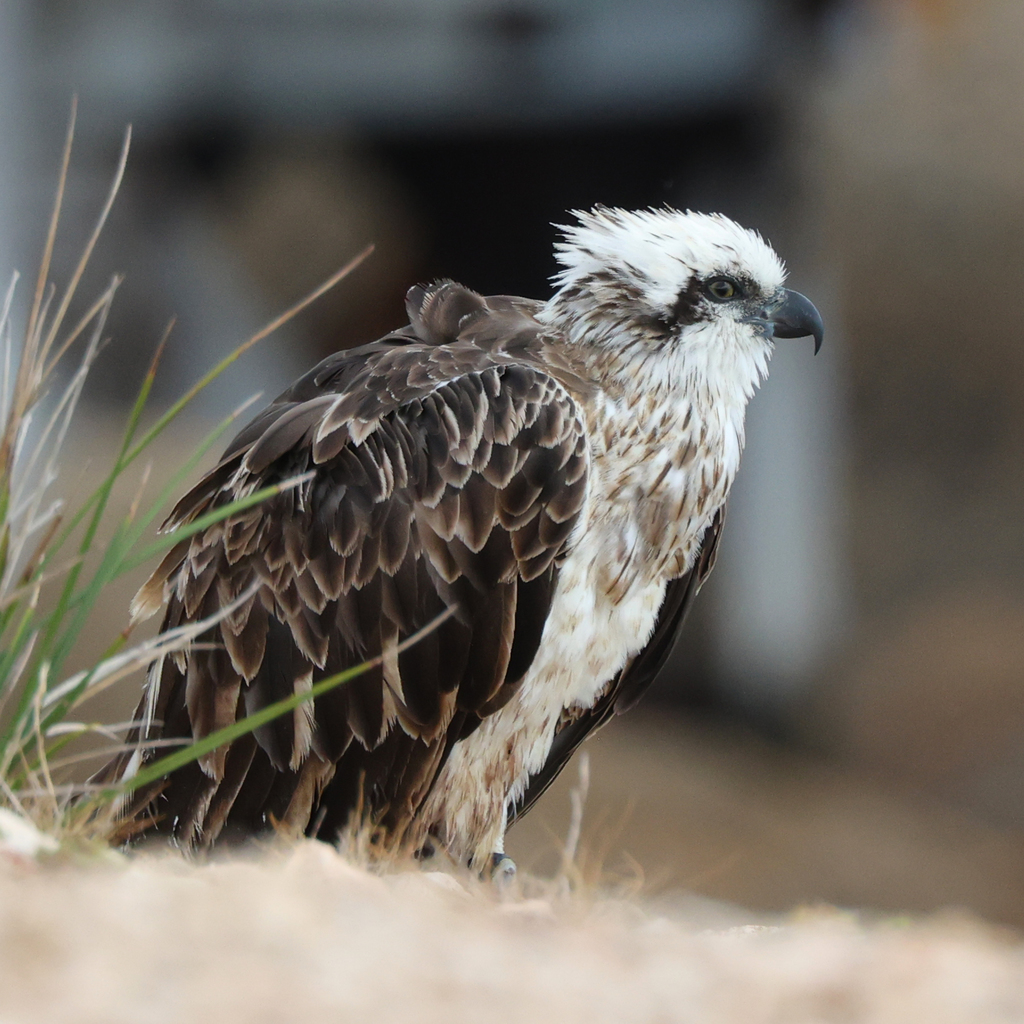 Australasian Osprey from Louth Bay SA 5607, Australia on March 15, 2022 ...