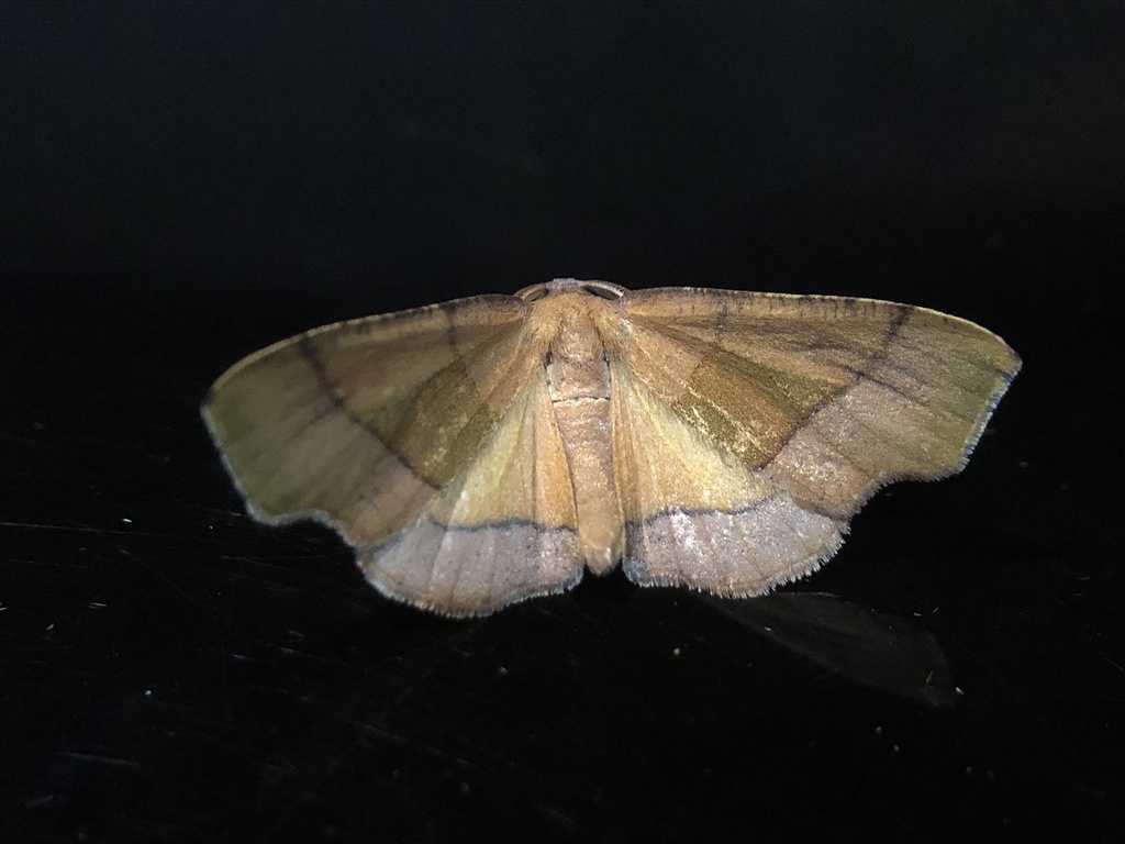 Straight-lined Plagodis Moth from Bellbrook, Greene Co., OH, US on July ...