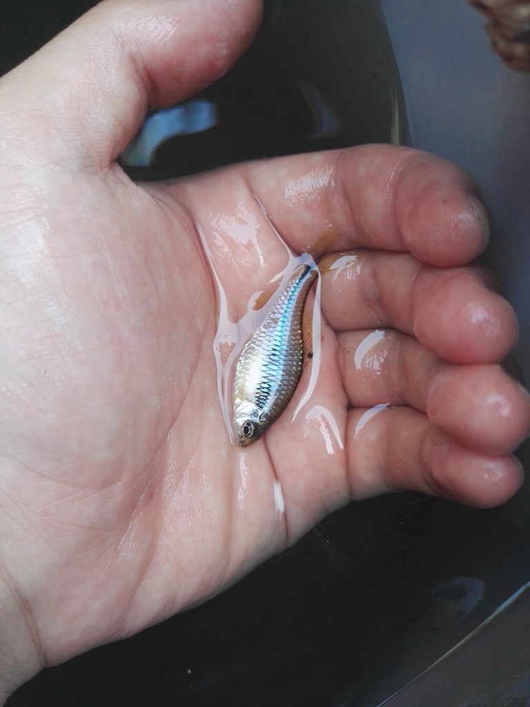 Rhodeus fangi from 中国福建省厦门市思明区 on July 13, 2018 at 07:56 AM by jasonwei ...