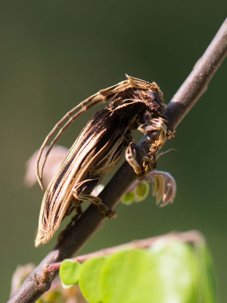 Xylorhiza adusta from Province de Vientiane, Laos on May 2, 2014 at 03: ...