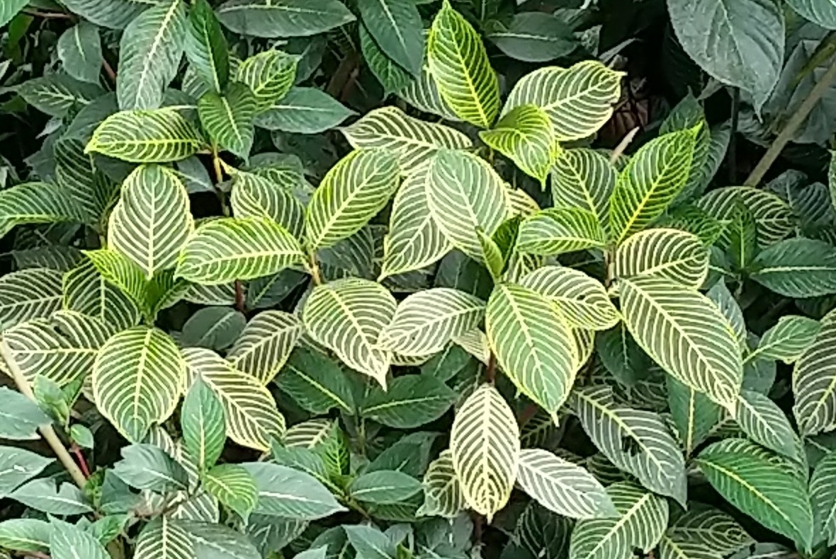 Sanchezia parvibracteata Sprague & Hutch.