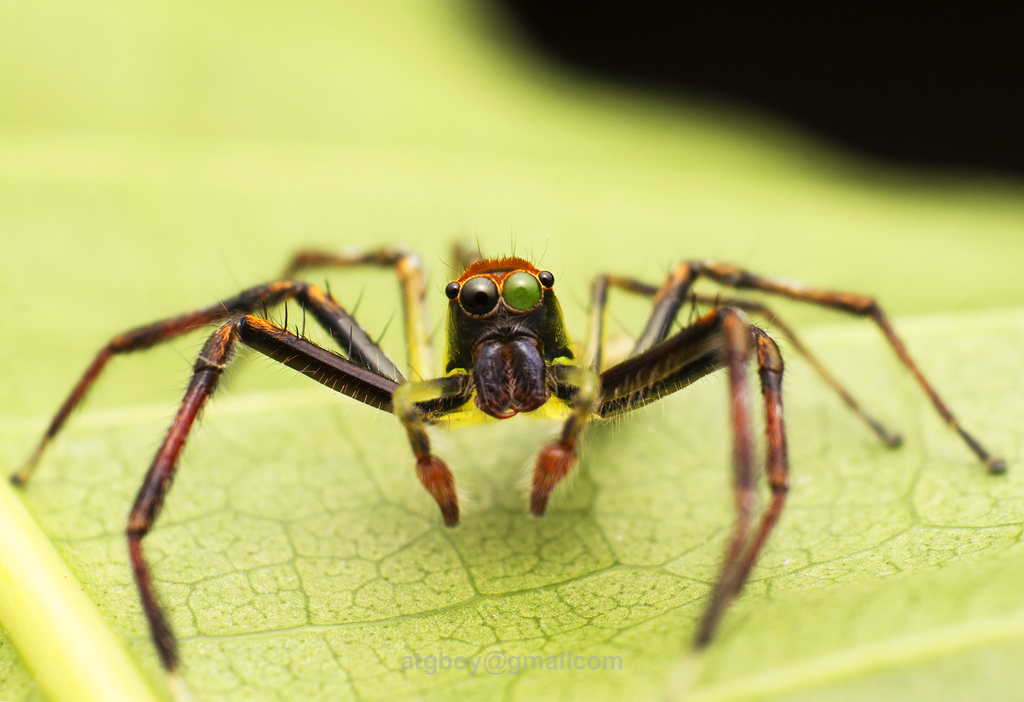 Epeus from กาญจนบุรี ประเทศไทย on March 27, 2022 at 04:08 PM by ...