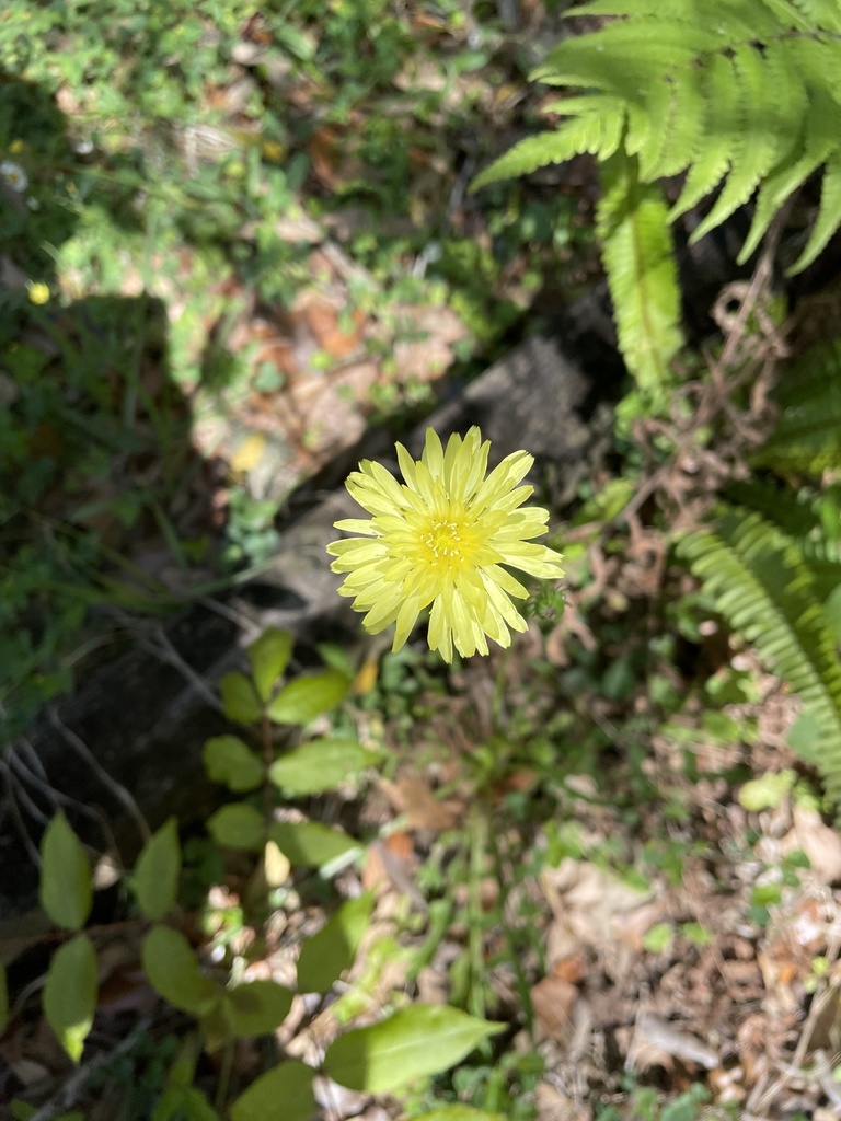 common dandelion from NW 227th Pl, Micanopy, FL, US on March 26, 2022 ...
