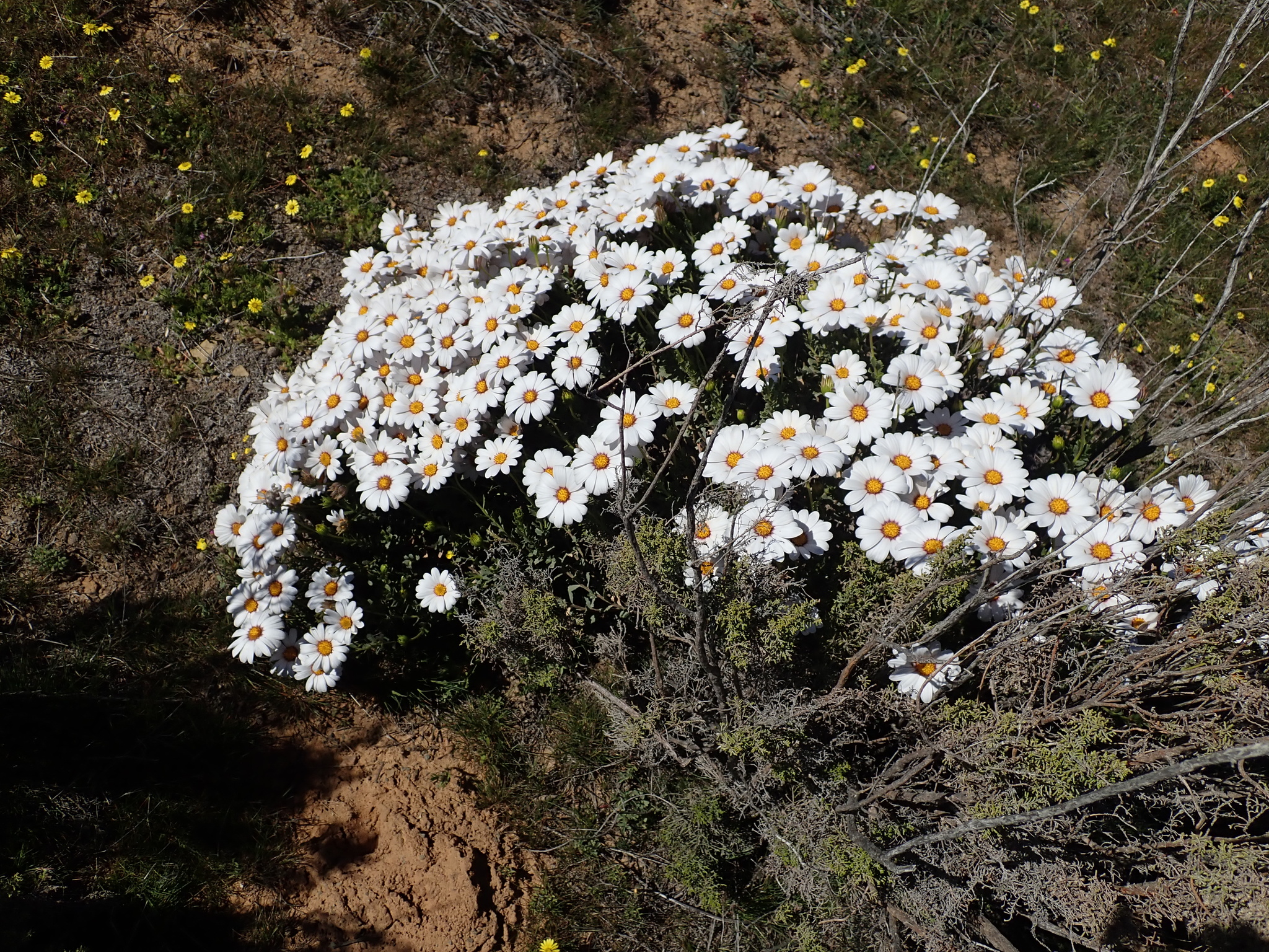 Dimorphotheca cuneata (Thunb.) DC.