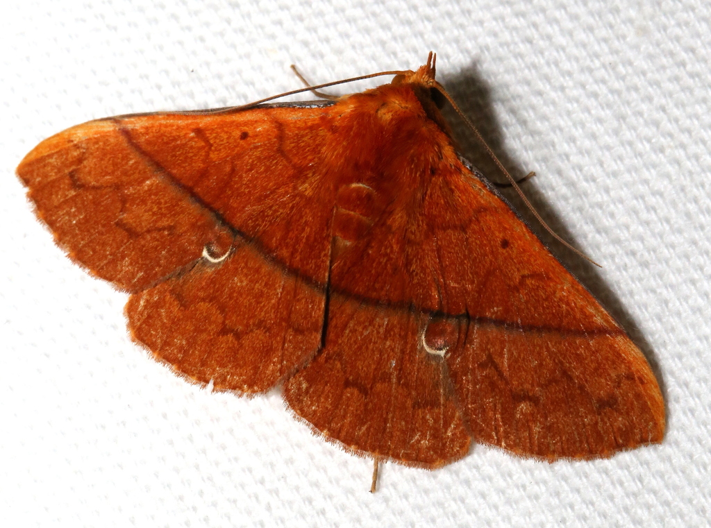 Epitausa dilina from Tuis, Provincia de Cartago, Turrialba, Costa Rica ...