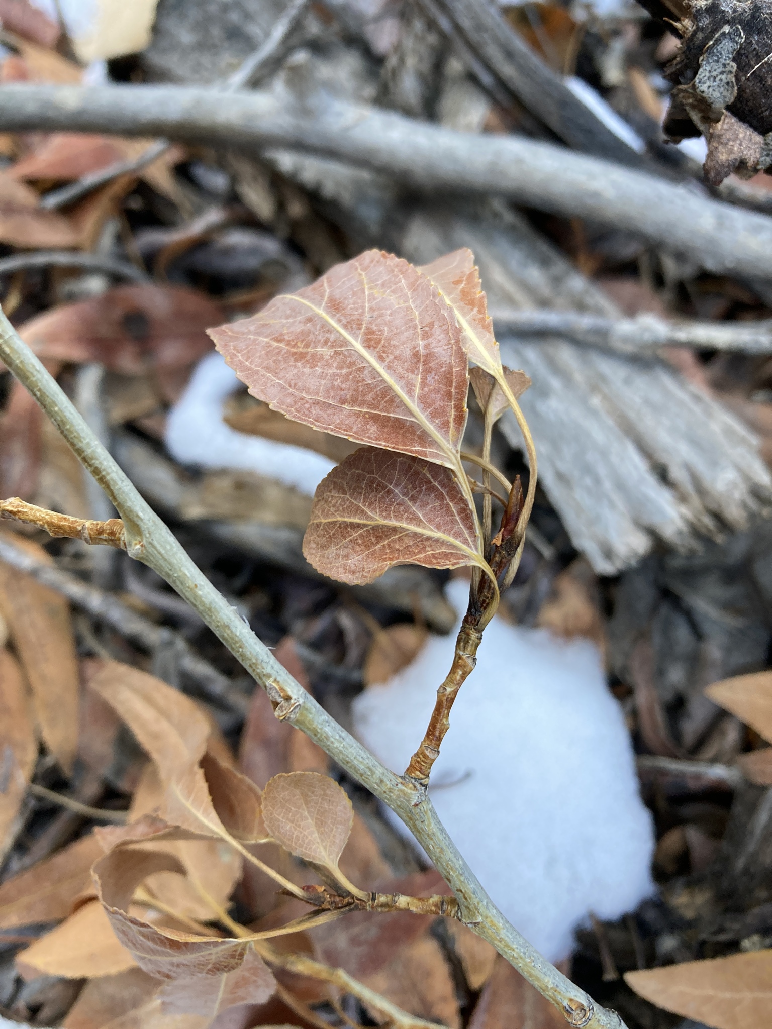 Populus angustifolia James