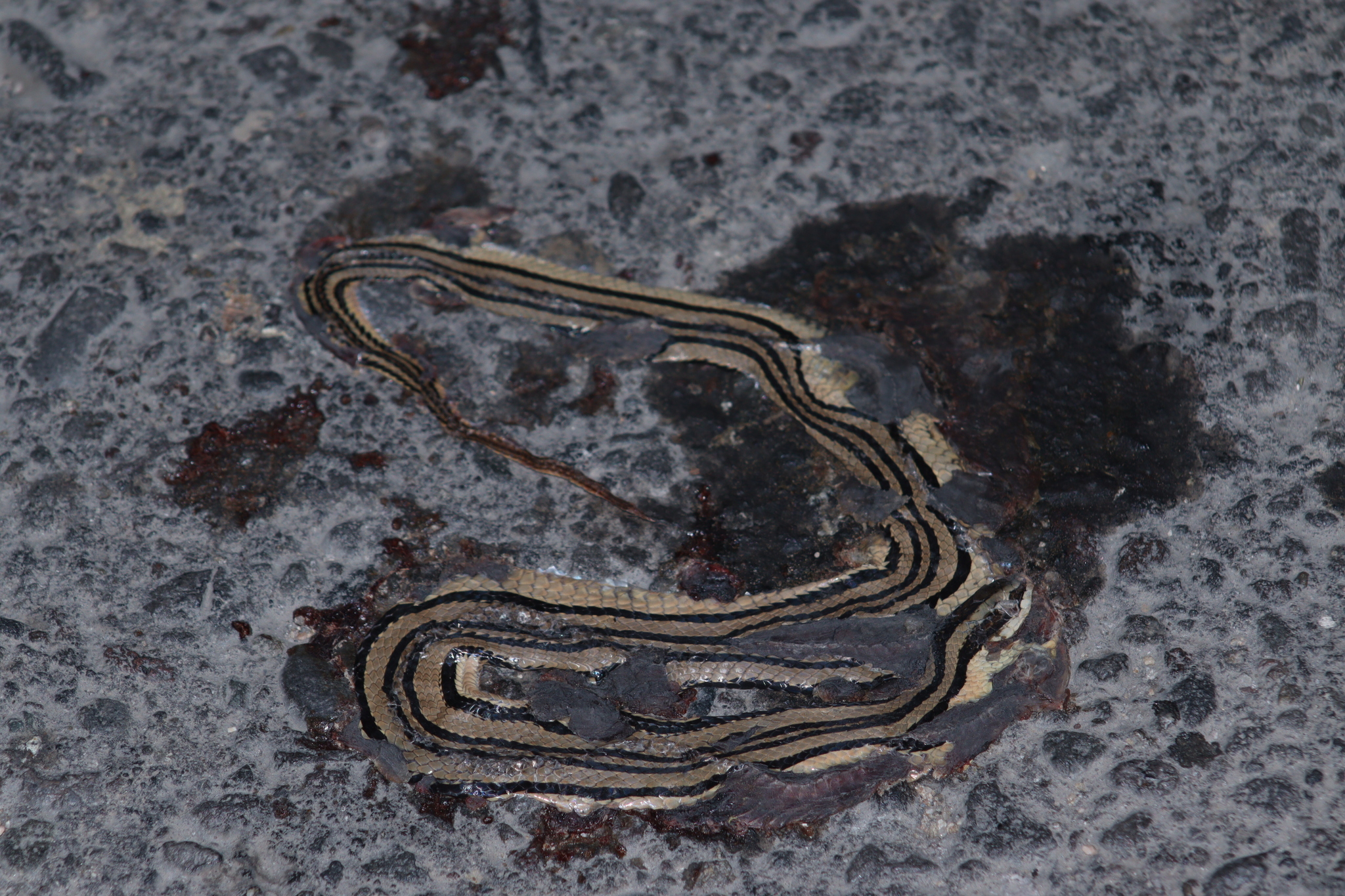 Conophis vittatus Peters, 1860