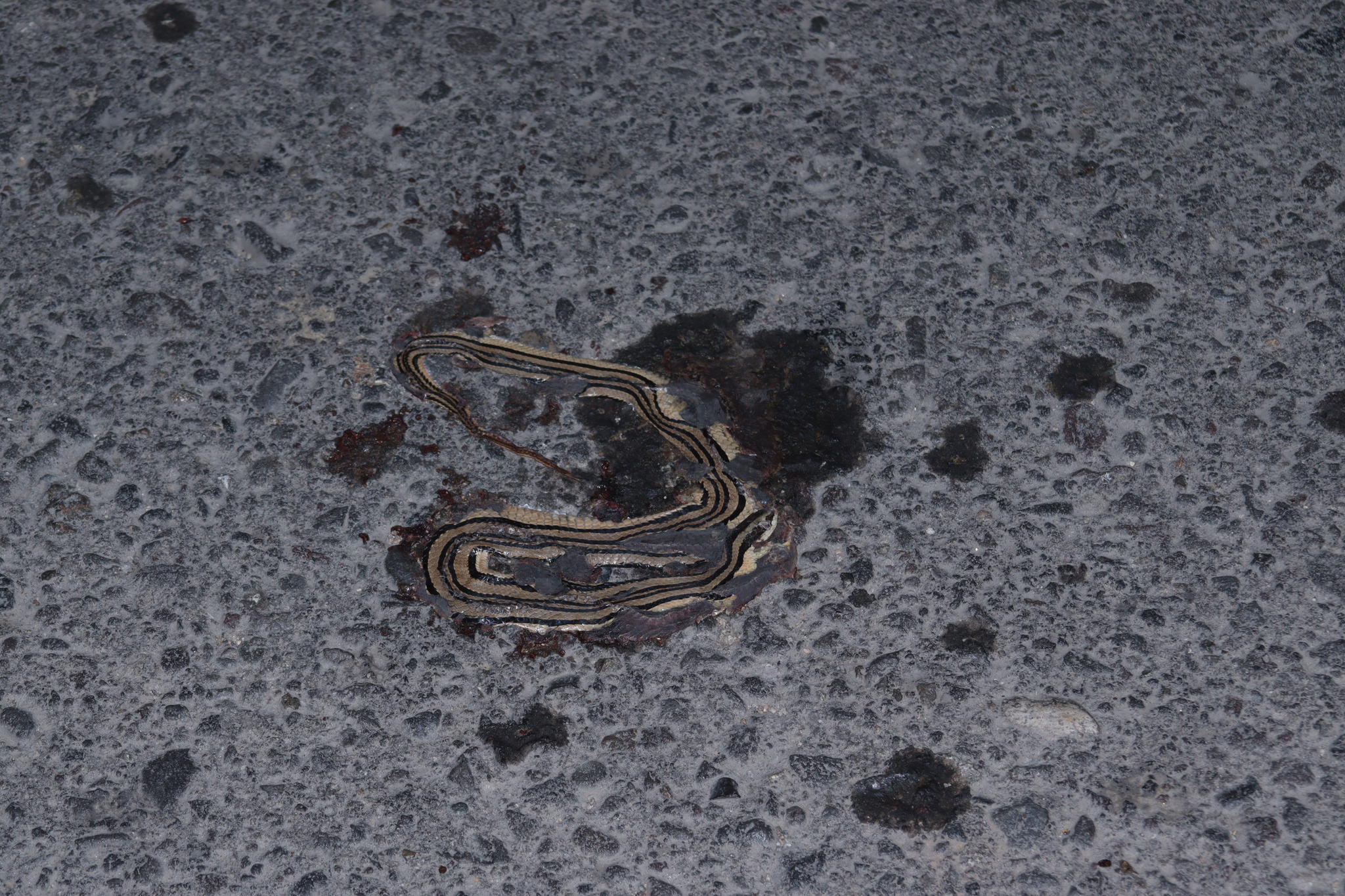 Conophis vittatus Peters, 1860