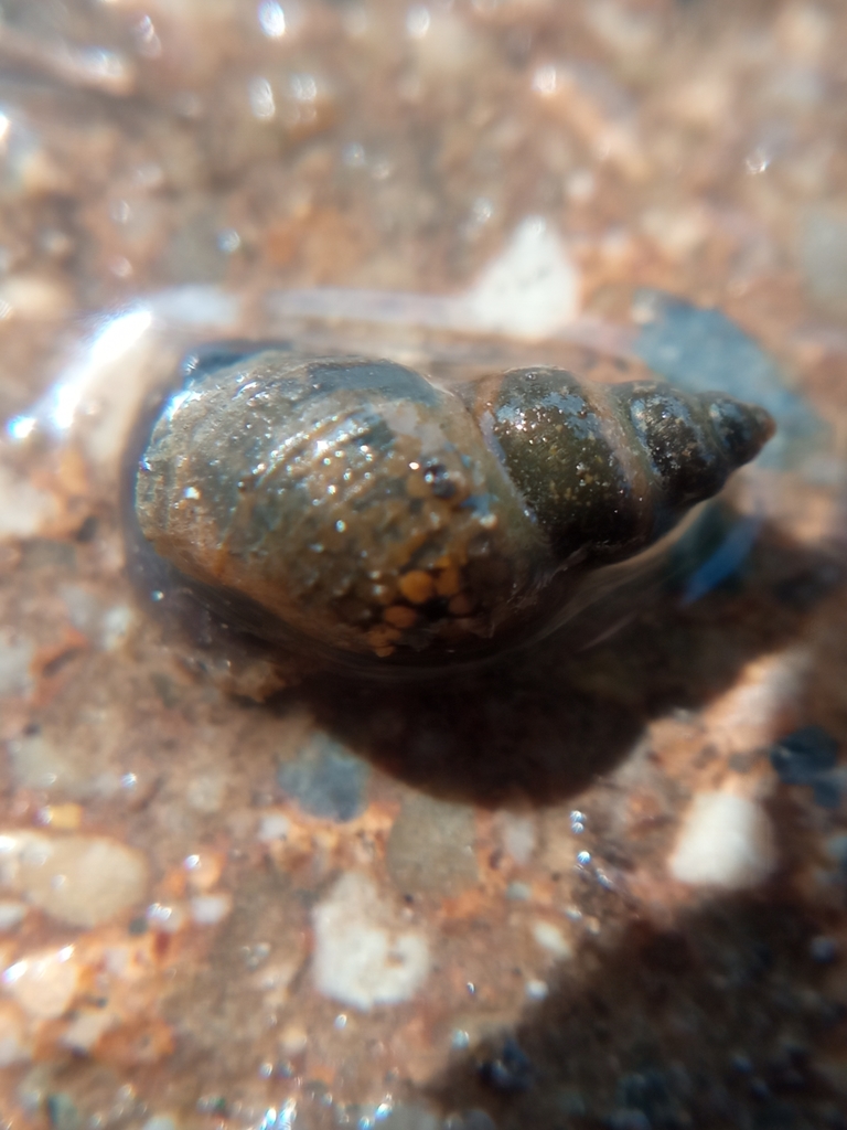 Dwarf pond snail from 38690 Bévenais, France on March 27, 2022 at 01:22 ...