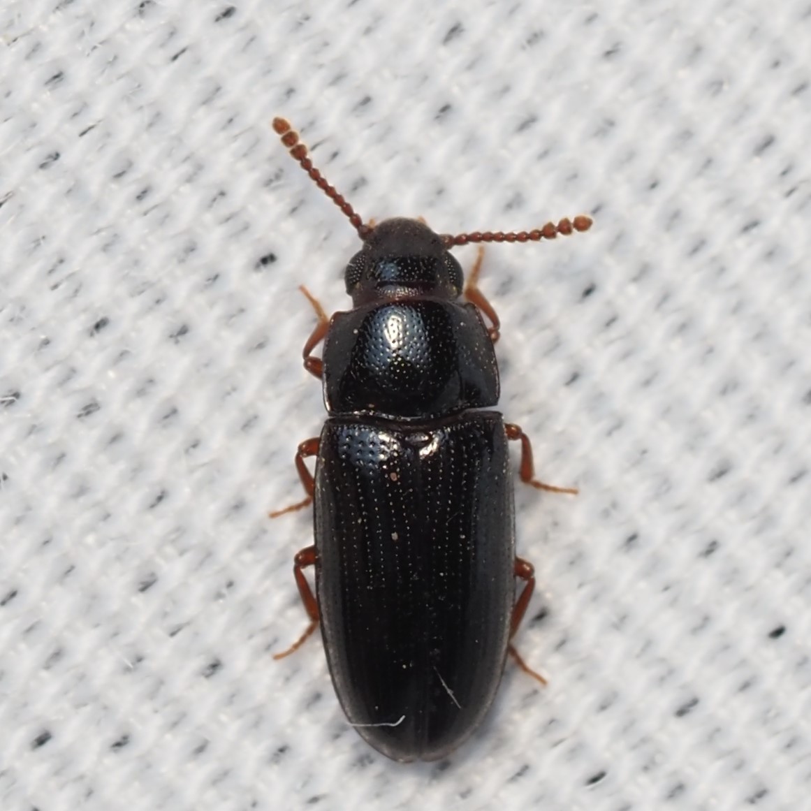 Pharaxonotha Reitter, 1875