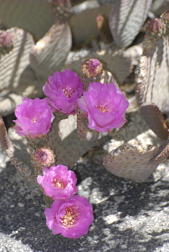 beavertail cactus from Joshua Tree National Park, California, USA on ...