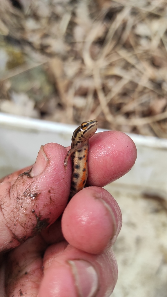 Southern Smooth Newt in March 2022 by Roberto Ostellino. 8 individui ...