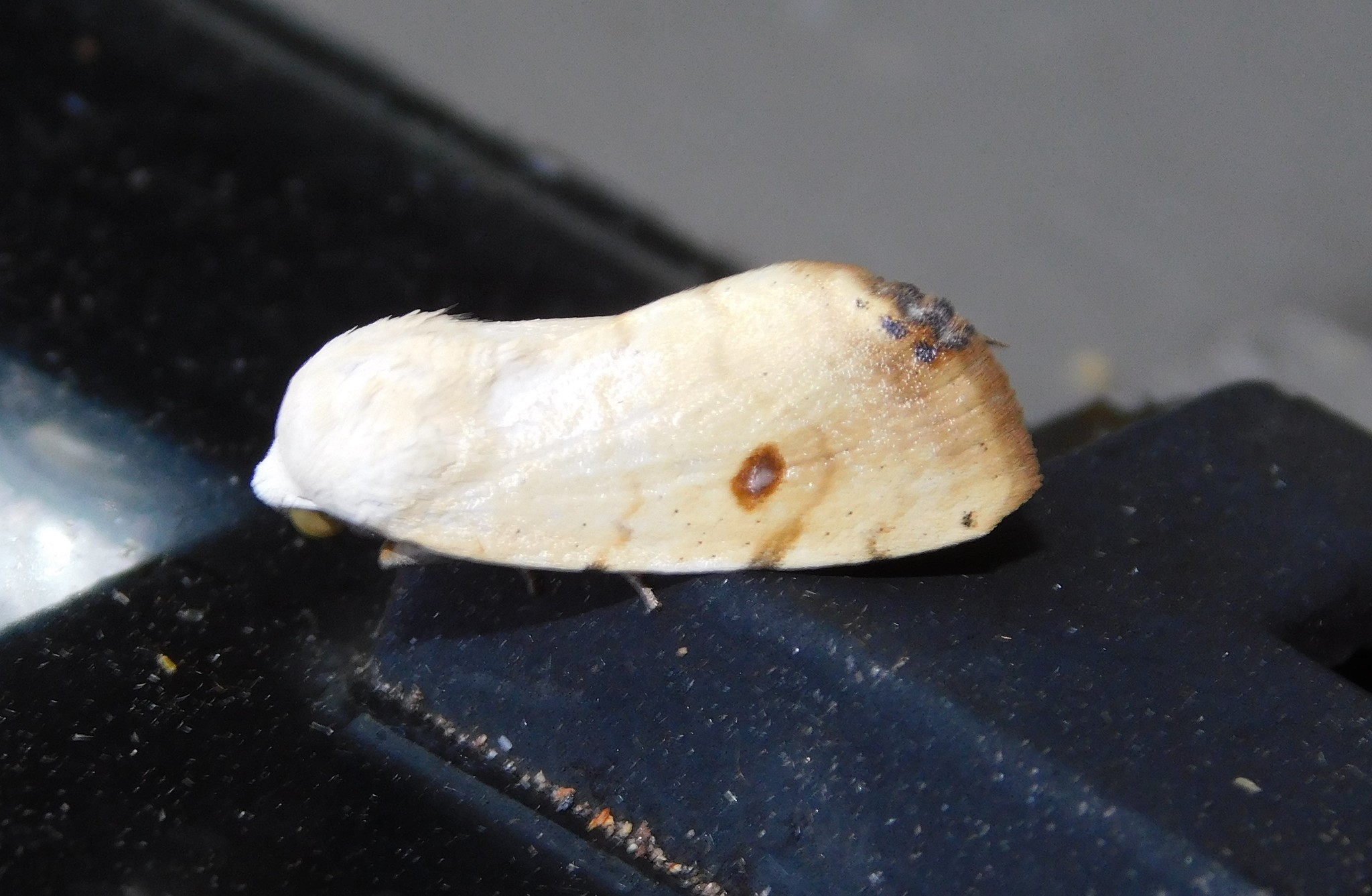 Xanthodes albago (Fabricius, 1794)