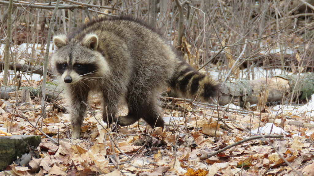 Common Raccoon from Crystal Bay - Lakeview Park - Britannia Village ...