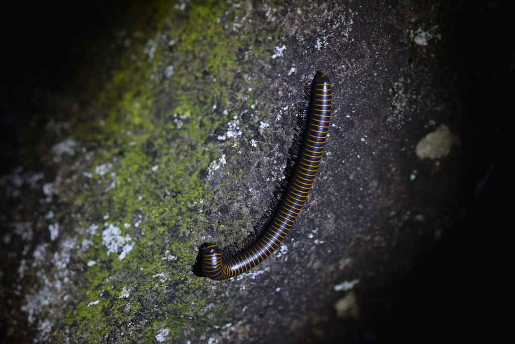 Spirobolus from 蕉城区, 宁德市, 福建省, CN on July 9, 2020 at 04:08 PM by ...
