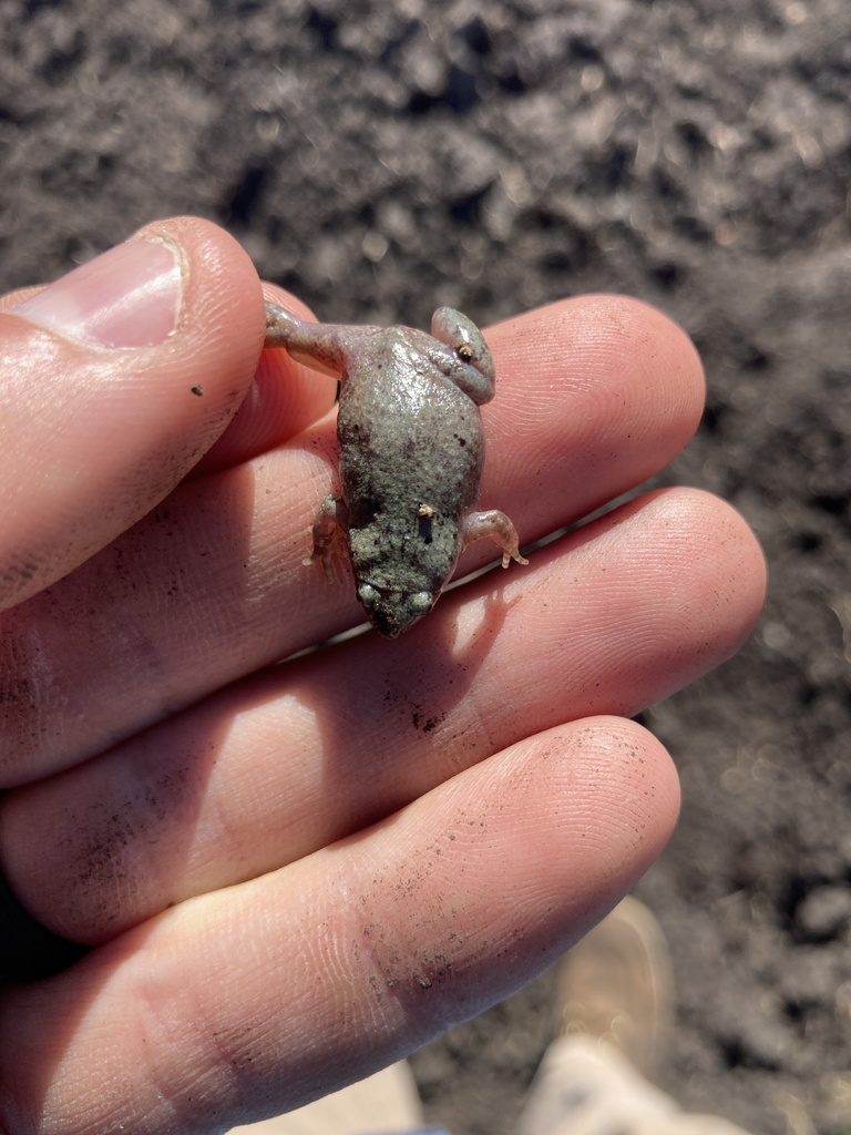 Western Narrow-mouthed Toad from Boothline Rd, Richmond, TX, US on ...