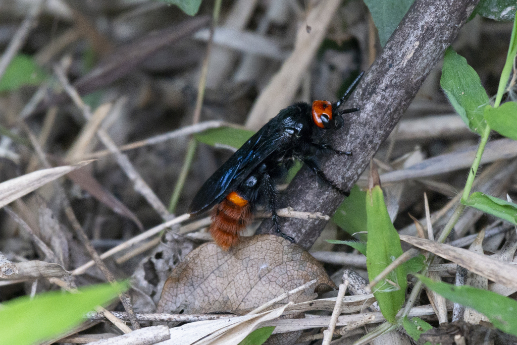 Megascolia azurea in March 2022 by Lawrence Hylton · iNaturalist
