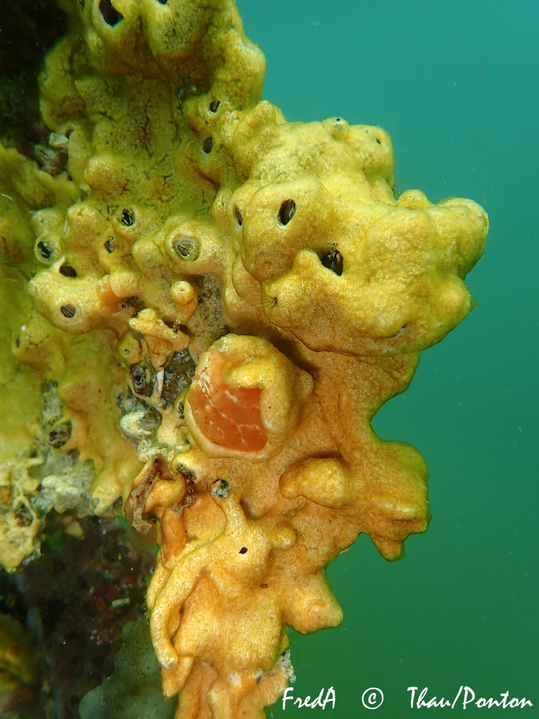 Sea Vomit from 34110 Frontignan, France on March 26, 2022 at 12:27 PM ...