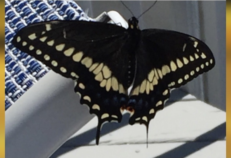 Black Swallowtail in June 2021 by Threebs · iNaturalist