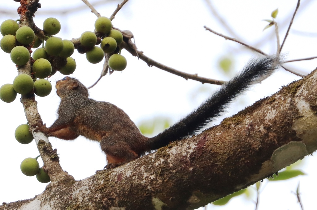 Red-legged Sun Squirrel from Kenema, Sierra Leone on March 12, 2022 at ...