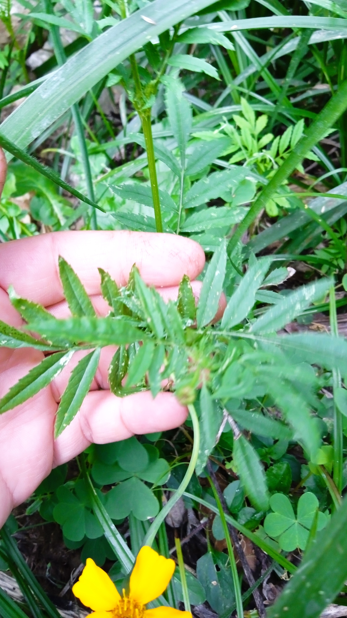 Tagetes tenuifolia Cav.